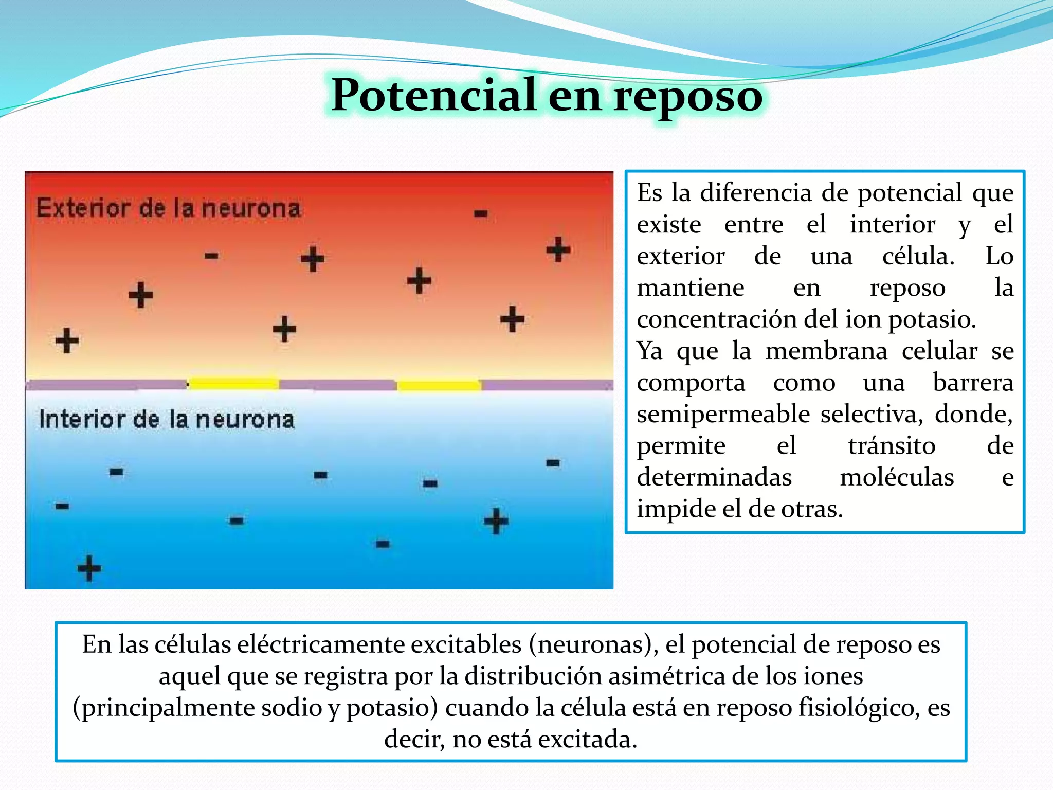 Potencial de membrana | PPTX