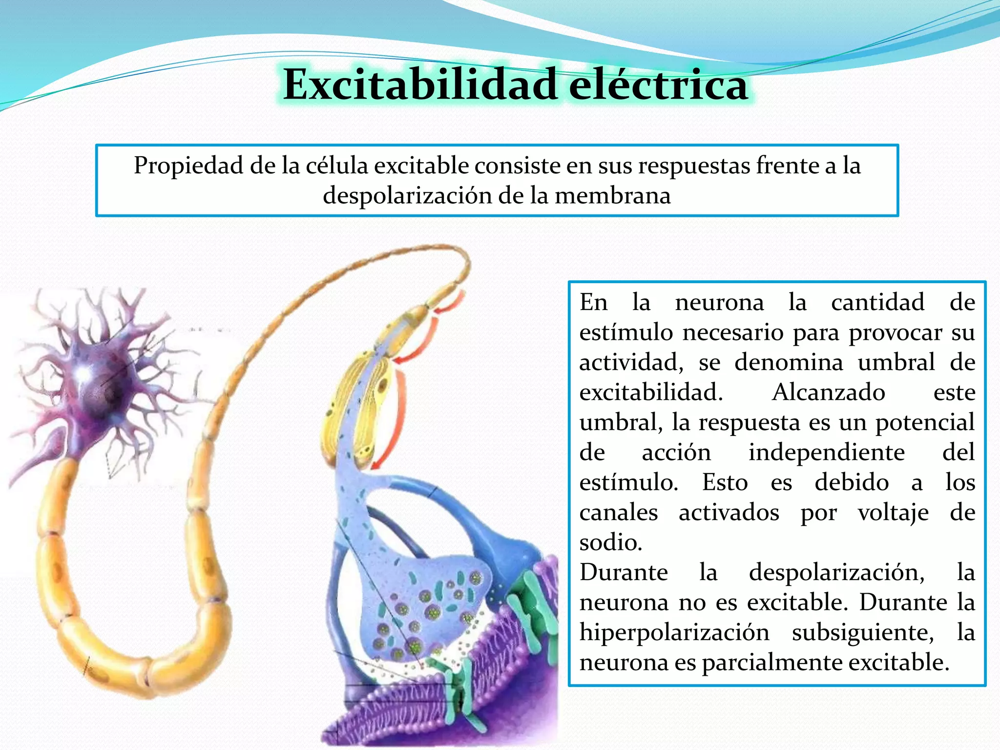 Potencial de membrana | PPTX