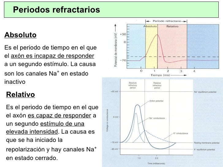 Potencial de membrana_celular