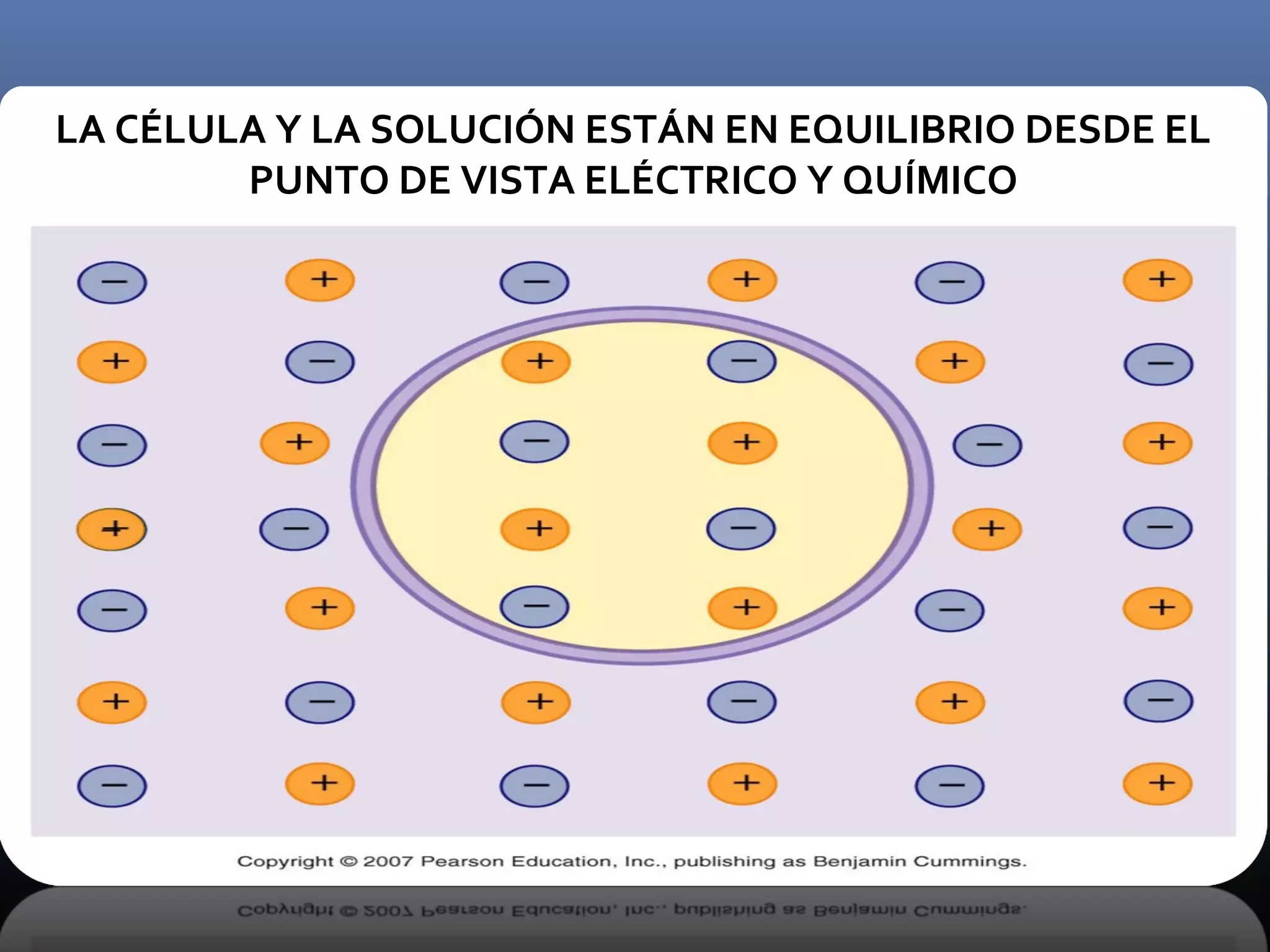 Potencial de membrana en reposo | PPT
