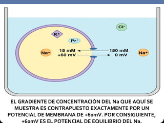 Potencial de membrana en reposo | PPT