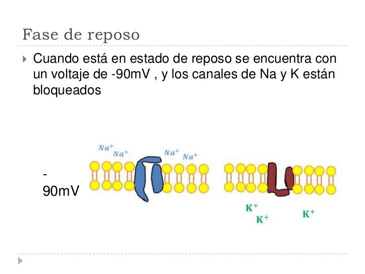 Potencial De Membrana En Reposo Y Potencial De Acción