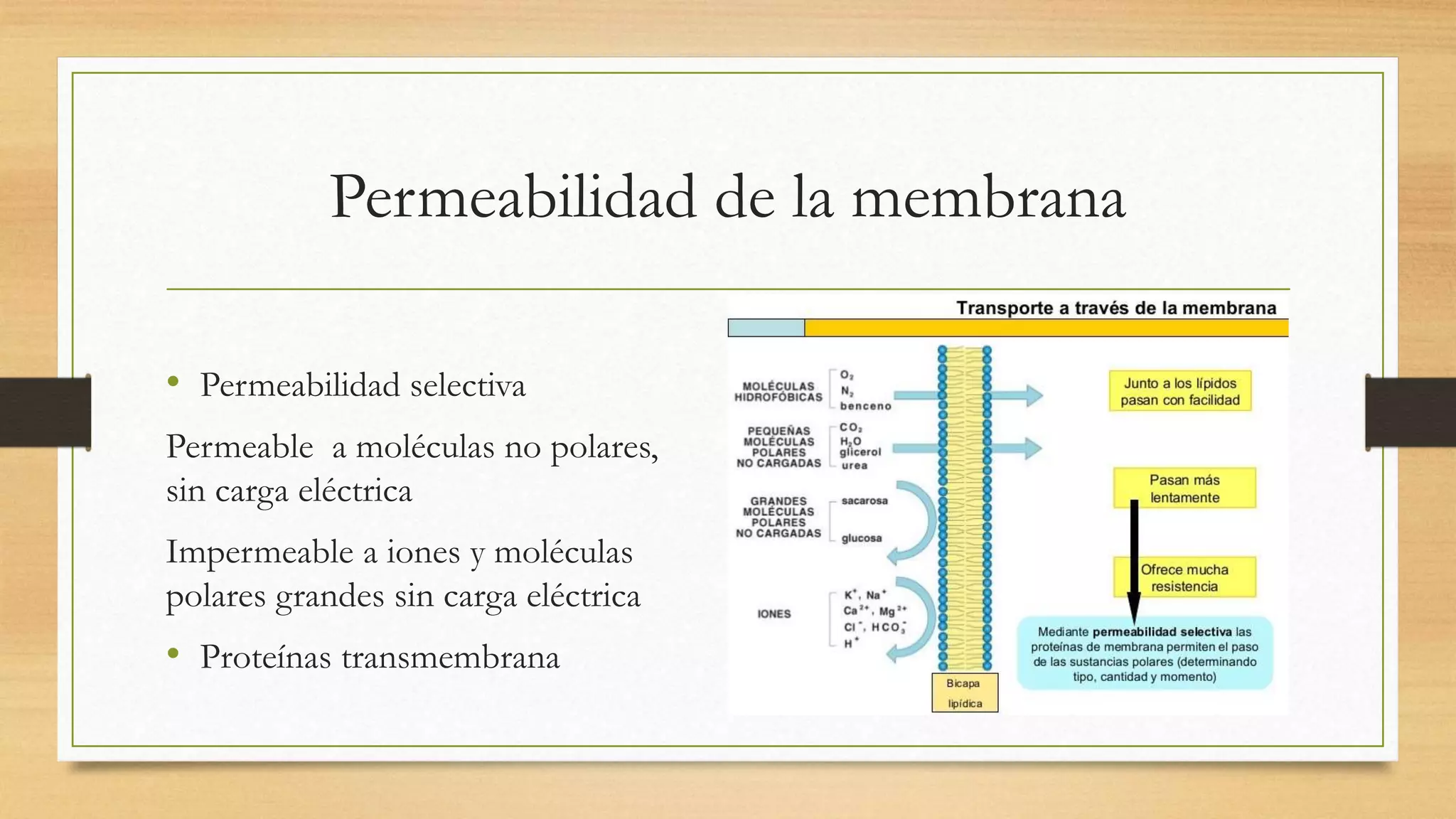 Potencial de membrana y tipos de tejidos | PPTX