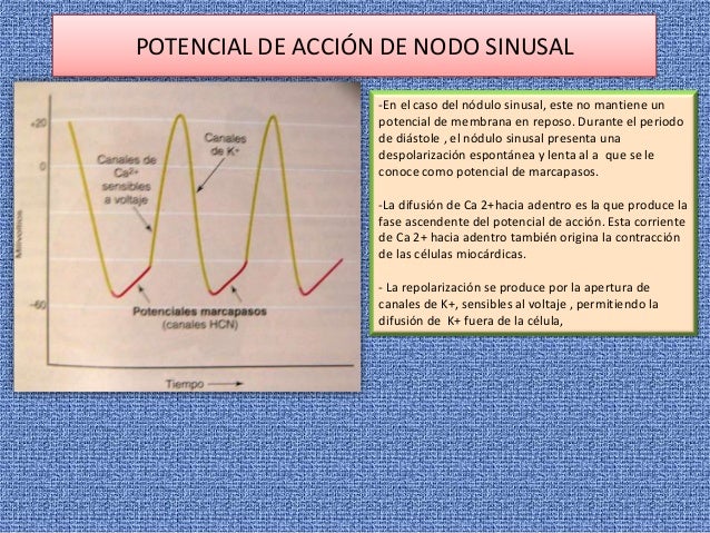 Potenciales de acción en corazón