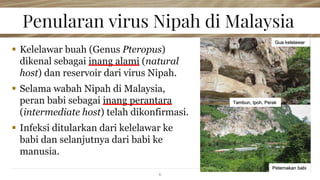 Potensi 'Spillover' Virus Nipah dan Mitigasi - Presentasi Zoom, Dit ...