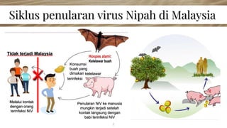 Potensi 'Spillover' Virus Nipah dan Mitigasi - Presentasi Zoom, Dit ...