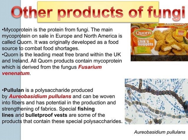 Potential application of fungi in industry final | PPT