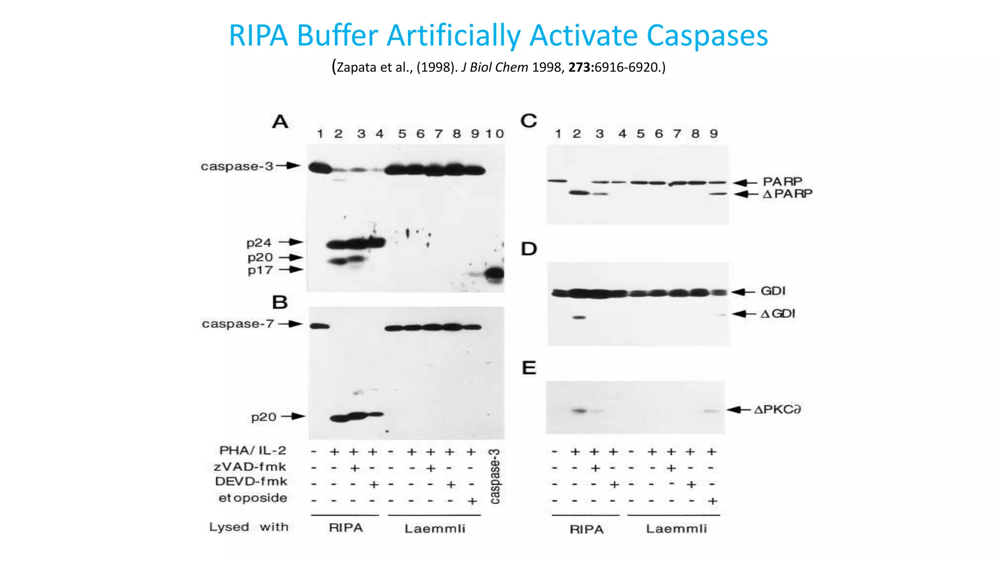 Potential problems of protein extraction using ripa buffer - Invent ...