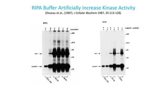 Potential problems of protein extraction using ripa buffer - Invent ...