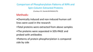 Potential problems of protein extraction using ripa buffer - Invent ...