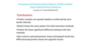 Potential problems of protein extraction using ripa buffer - Invent ...