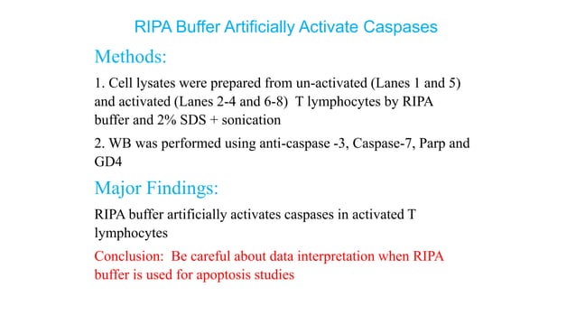 Potential problems of protein extraction using ripa buffer - Invent Biotechnologies | PPT