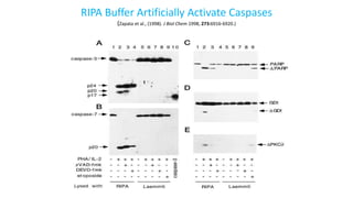 Potential problems of protein extraction using ripa buffer - Invent ...