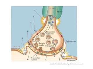 Potentials_Lectures_10_12.ppt anatomy and physiology | PPT