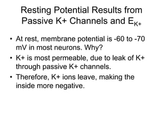 Potentials_Lectures_10_12.ppt anatomy and physiology | PPT