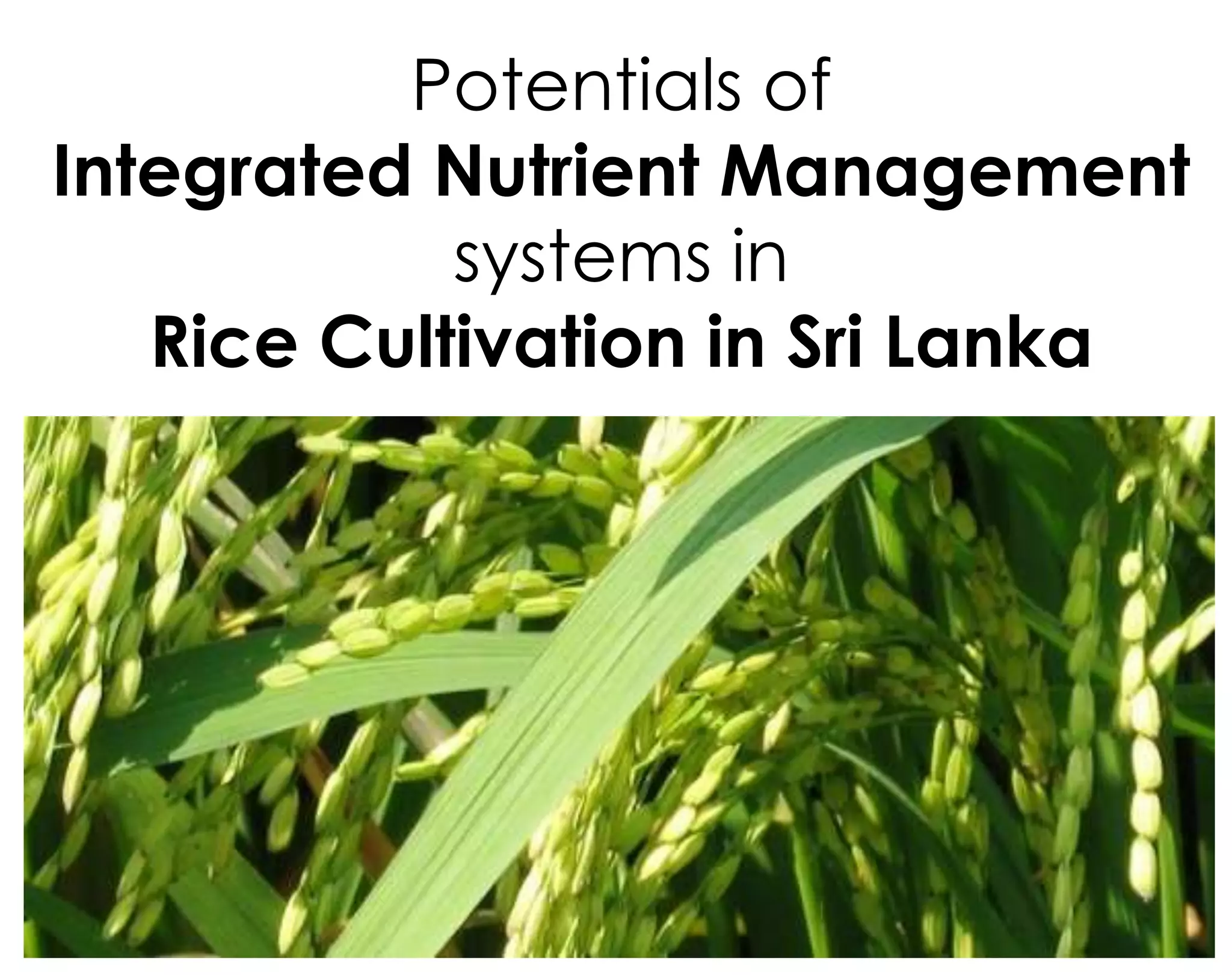 Potentials of integrated nutrient management systems in rice ...
