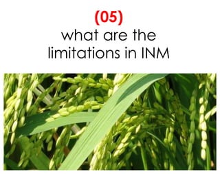 Potentials of integrated nutrient management systems in rice ...