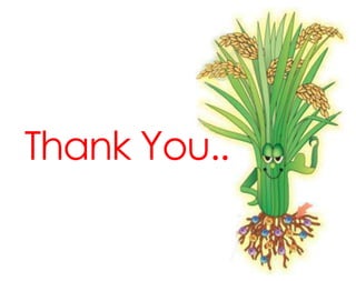 Potentials of integrated nutrient management systems in rice ...