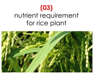 Potentials of integrated nutrient management systems in rice ...