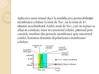 Potentialul de actiune | PPTX