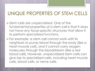 Potential Uses of Stem Cells | PPT