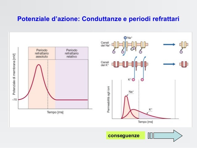 Potenziale azione fisio&riab_080310_0