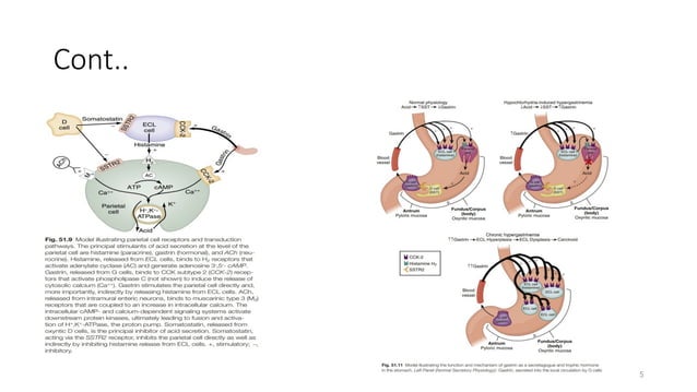 Potassium Competitive Acid Blockers (PCAB).pptx