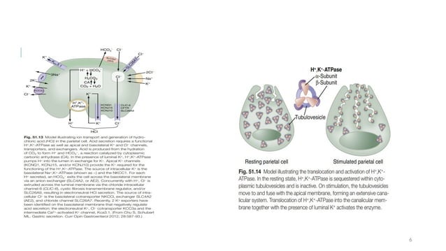 Potassium Competitive Acid Blockers (PCAB).pptx