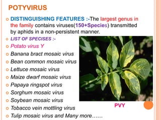 Potyviridae | PPTX