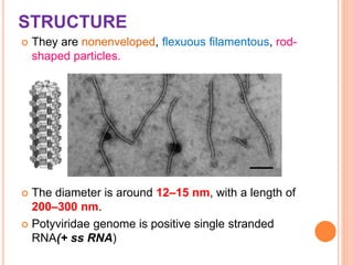 Potyviridae | PPTX
