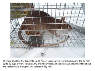 African Giant Pouched Rats as invasive species | PPTX