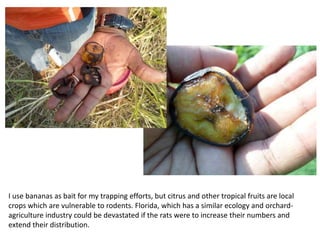 African Giant Pouched Rats as invasive species | PPT