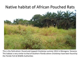 African Giant Pouched Rats as invasive species | PPT