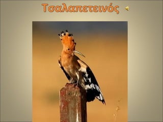 Τα πουλιά του αγρού και του δάσους | PPT