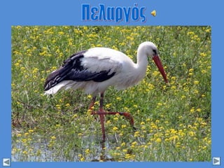 Τα πουλιά της θάλασσας και της λίμνης | PPT