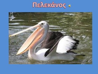 Τα πουλιά της θάλασσας και της λίμνης | PPT