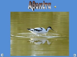 Τα πουλιά της θάλασσας και της λίμνης | PPT