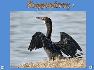 Τα πουλιά της θάλασσας και της λίμνης | PPT