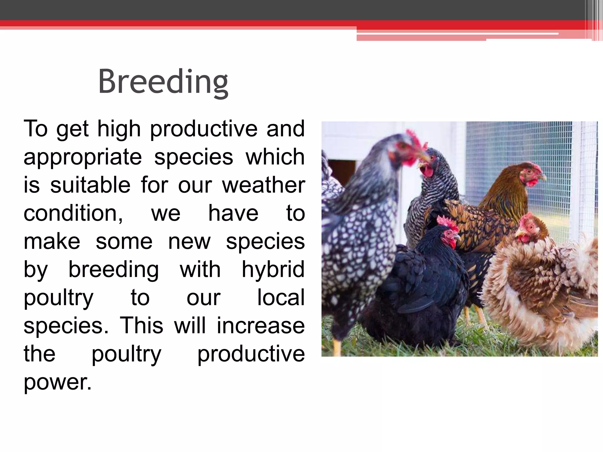 Poultry Farming and problems | PPT