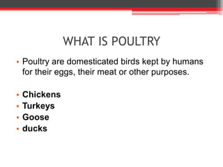 Poultry Farming and problems | PPT