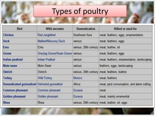 Poultry | PPTX