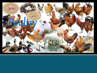 Poultry | PPTX