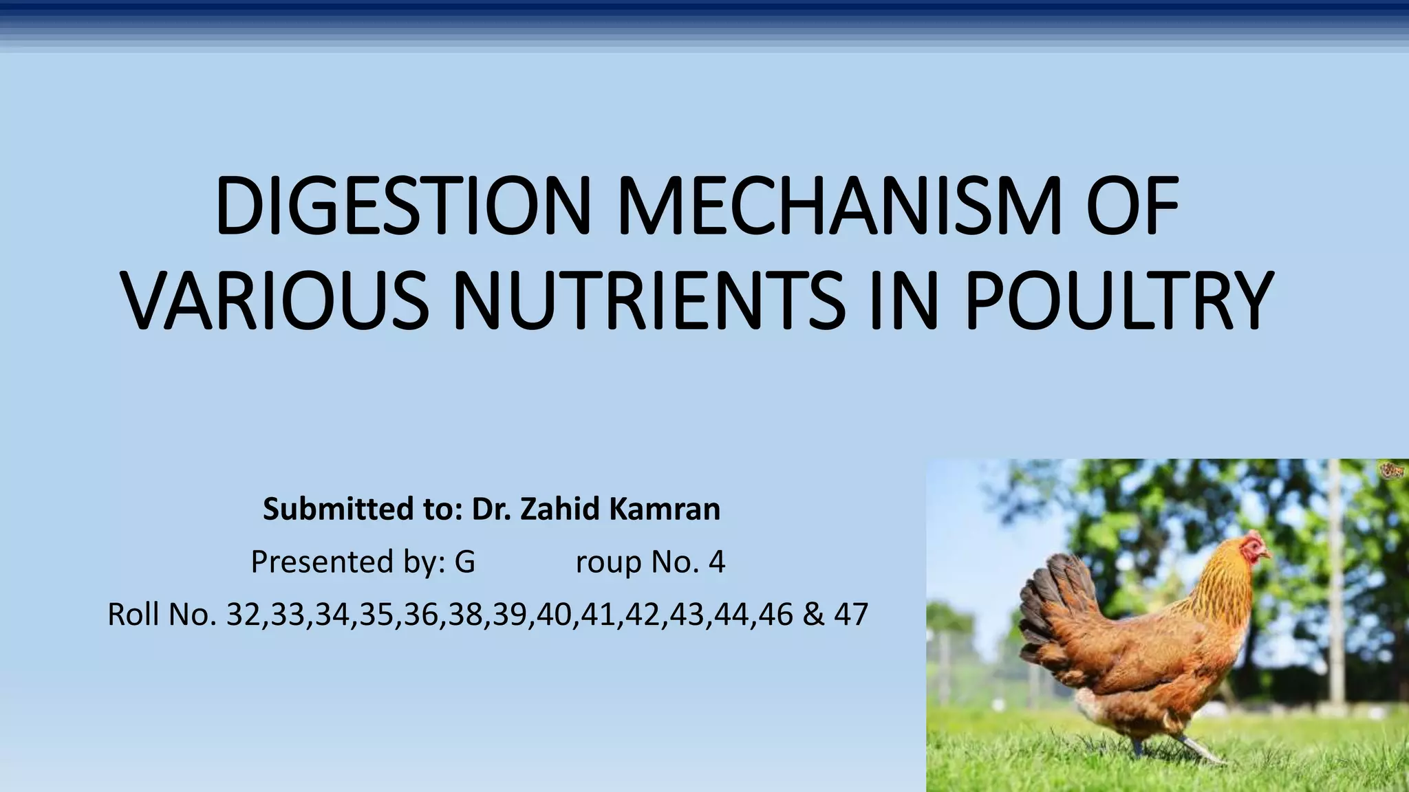 Digestion system of Poultry | PDF