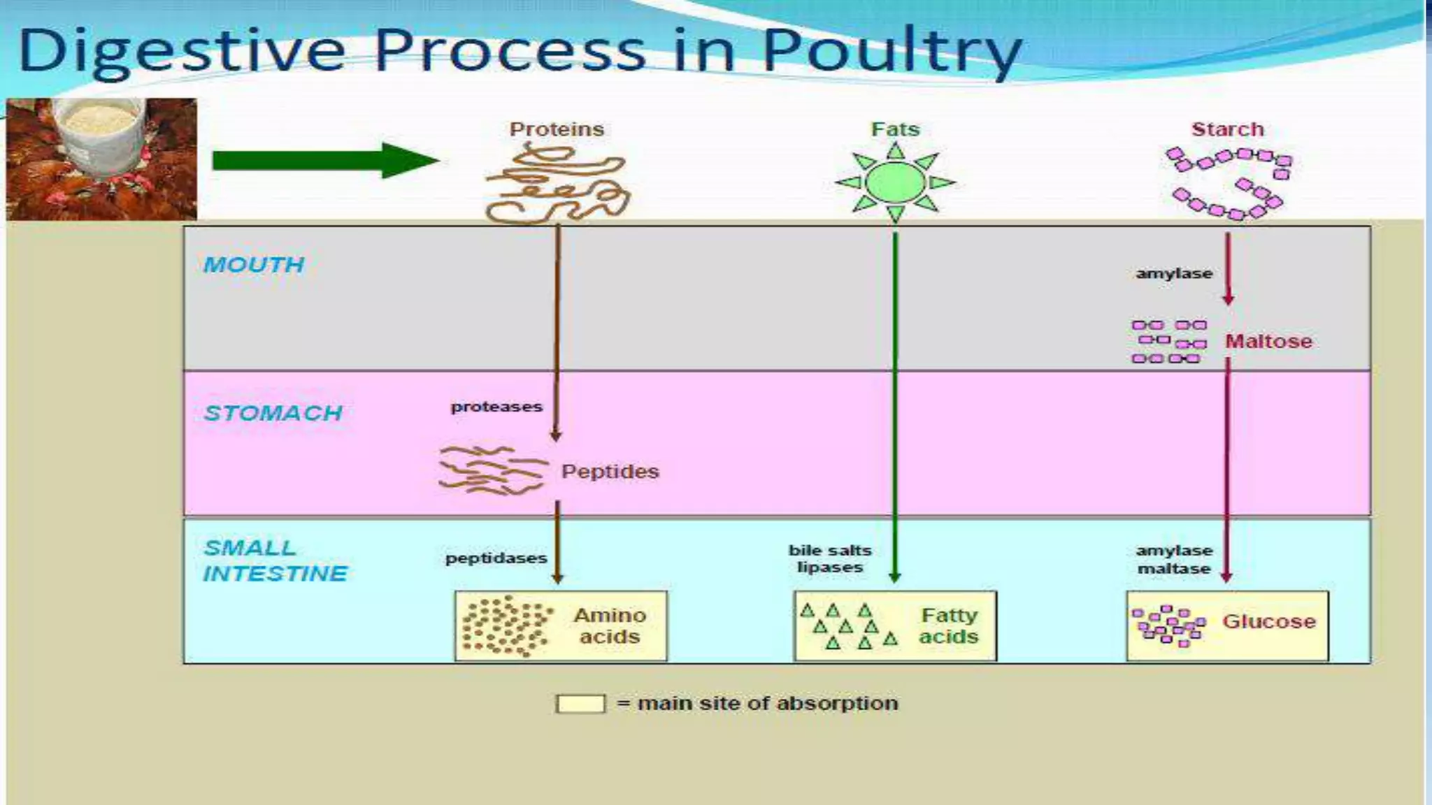 Digestion system of Poultry | PPT