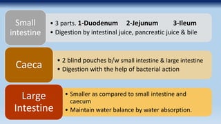 Digestion system of Poultry | PDF