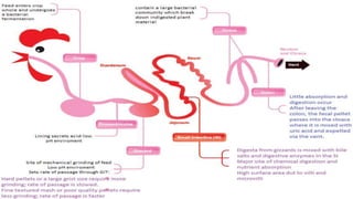 Poultry Digestive system | PPTX