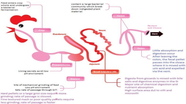 Poultry Digestive system