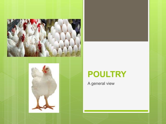 Poultry | PPT
