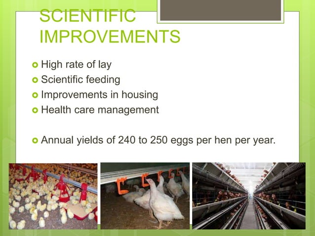 Poultry | PPT