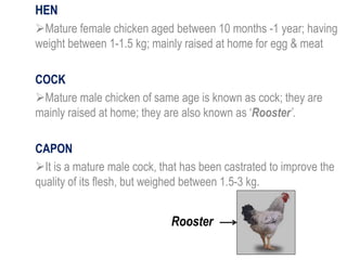 Poultry | PPTX